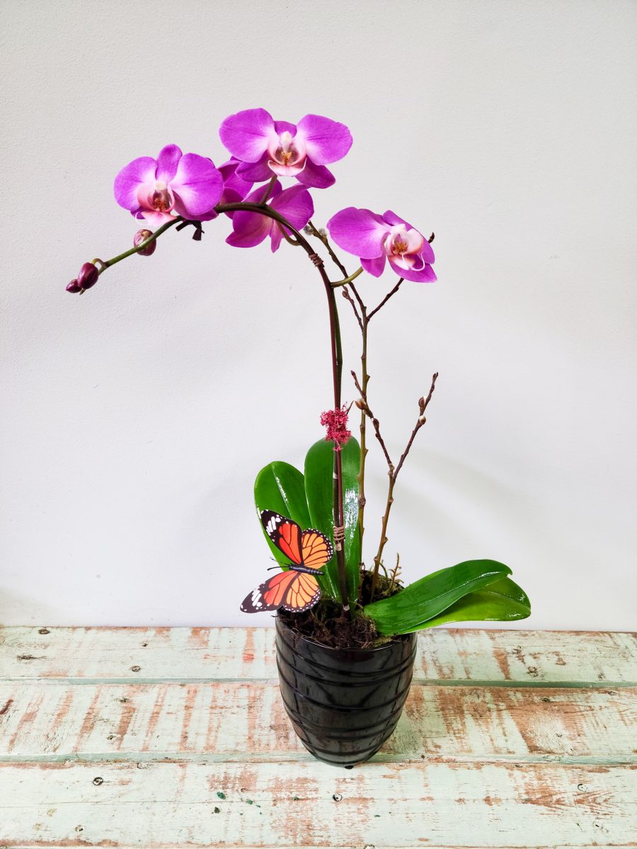 Spring Orchid | Petals Plus Floral Design