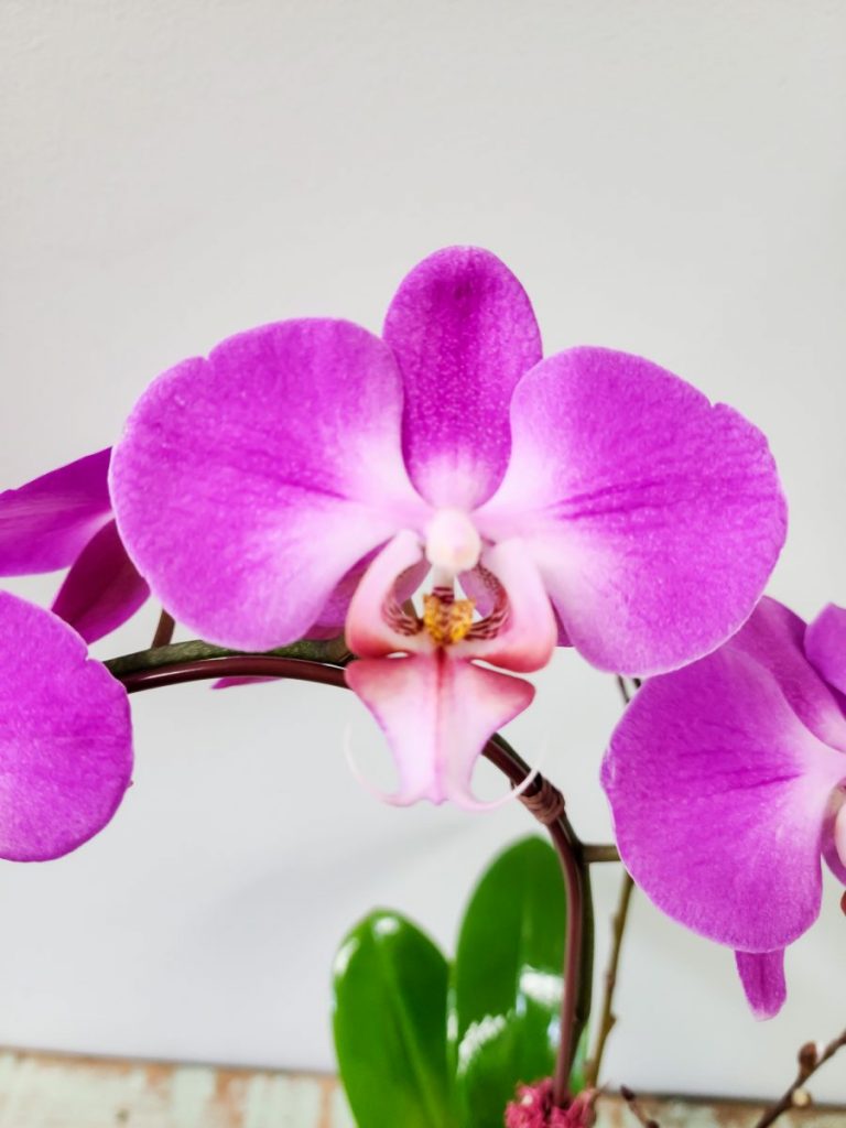 Spring Orchid | Petals Plus Floral Design